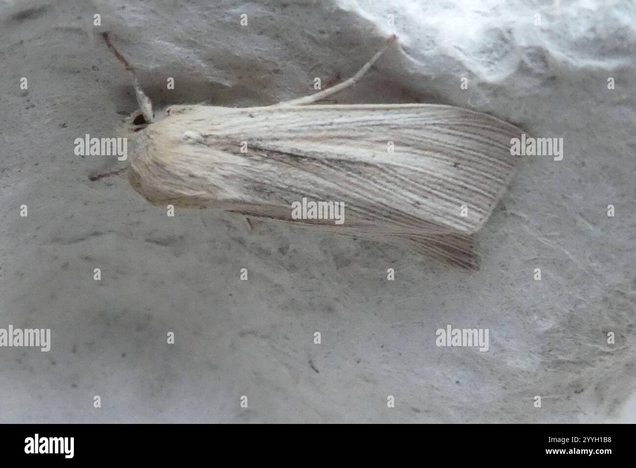 Smoky wainscot hi-res stock photography and images - Alamy