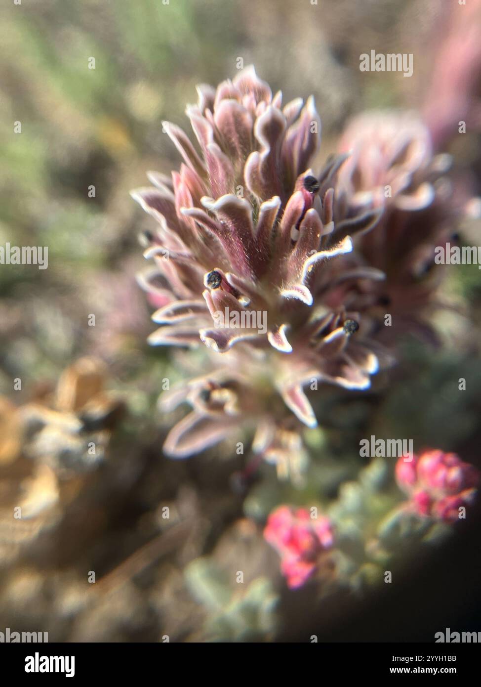 dwarf alpine Indian paintbrush (Castilleja nana Stock Photo - Alamy
