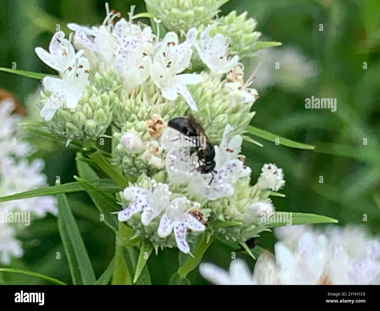 Slender-faced Masked Bee (Hylaeus leptocephalus Stock Photo - Alamy