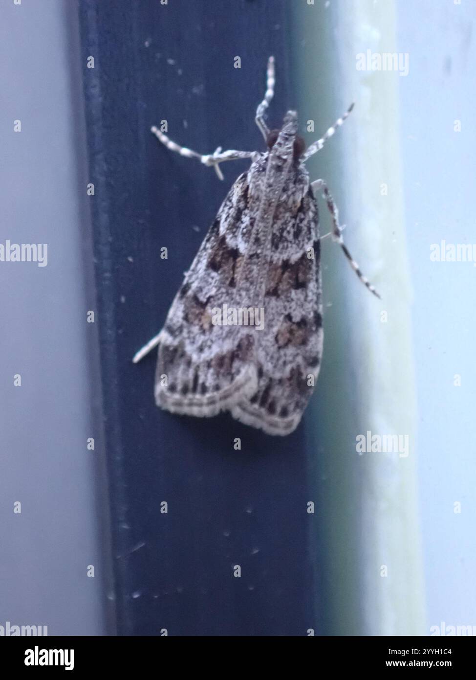 Double-striped Scoparia Moth (Scoparia biplagialis Stock Photo - Alamy