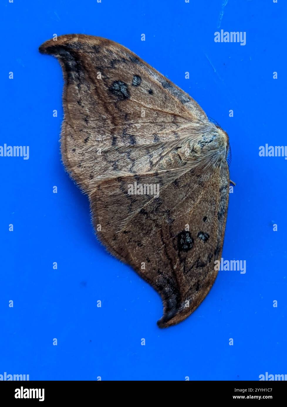 Pebble Hook-tip (Drepana falcataria Stock Photo - Alamy