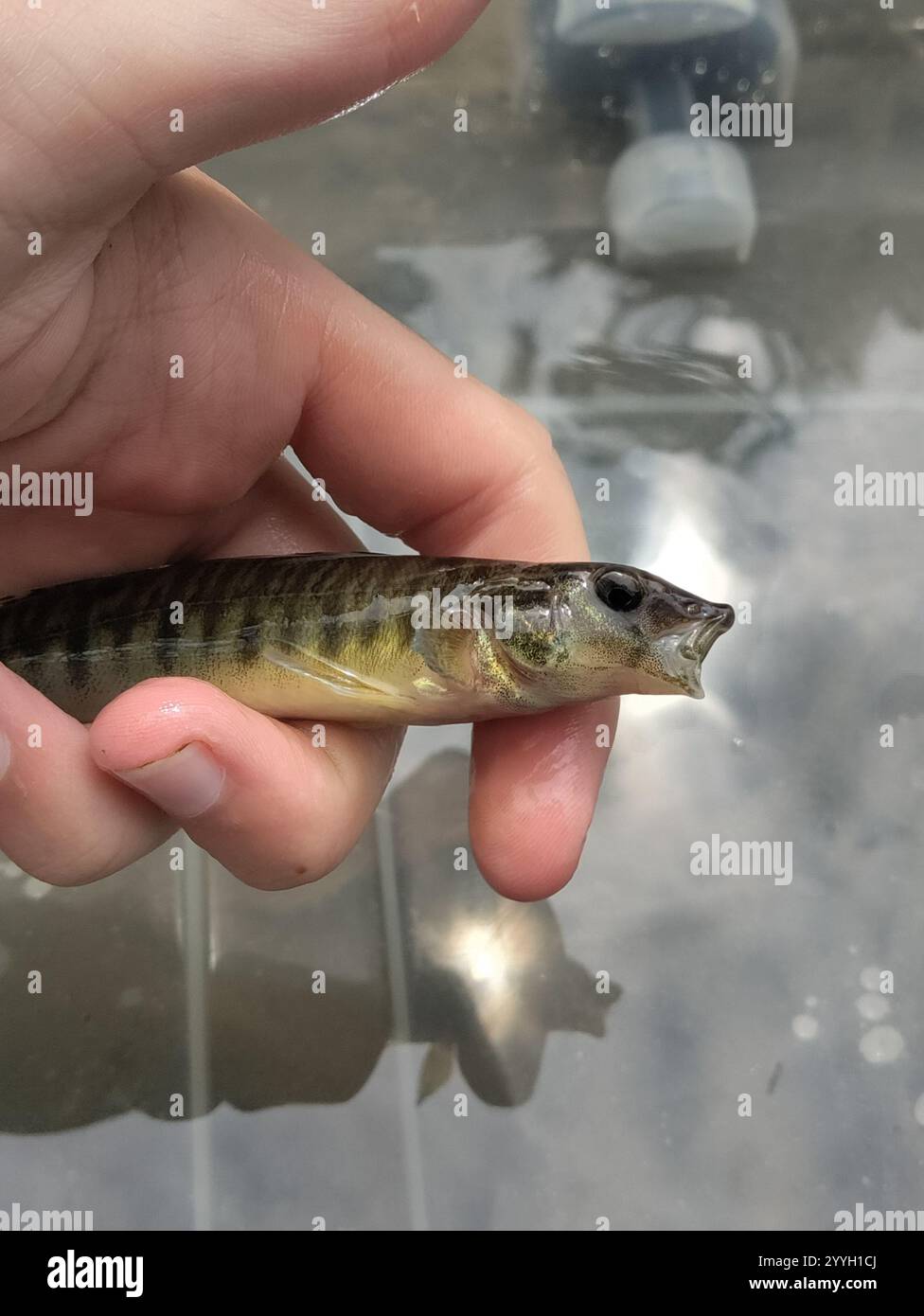 Common Logperch (Percina caprodes Stock Photo - Alamy