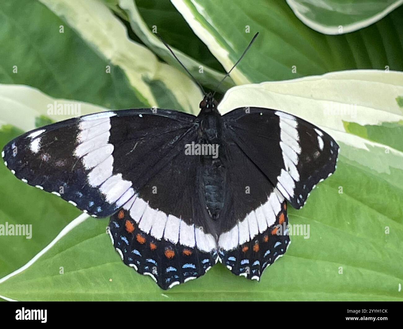 American White Admiral (Limenitis arthemis arthemis Stock Photo - Alamy