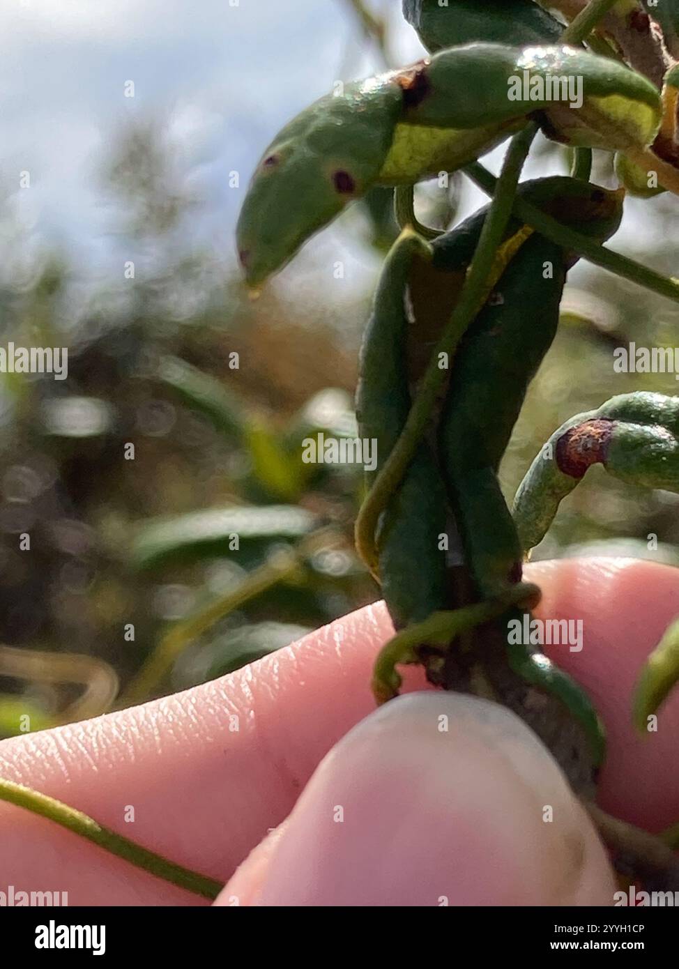 Dodder laurel hi-res stock photography and images - Alamy