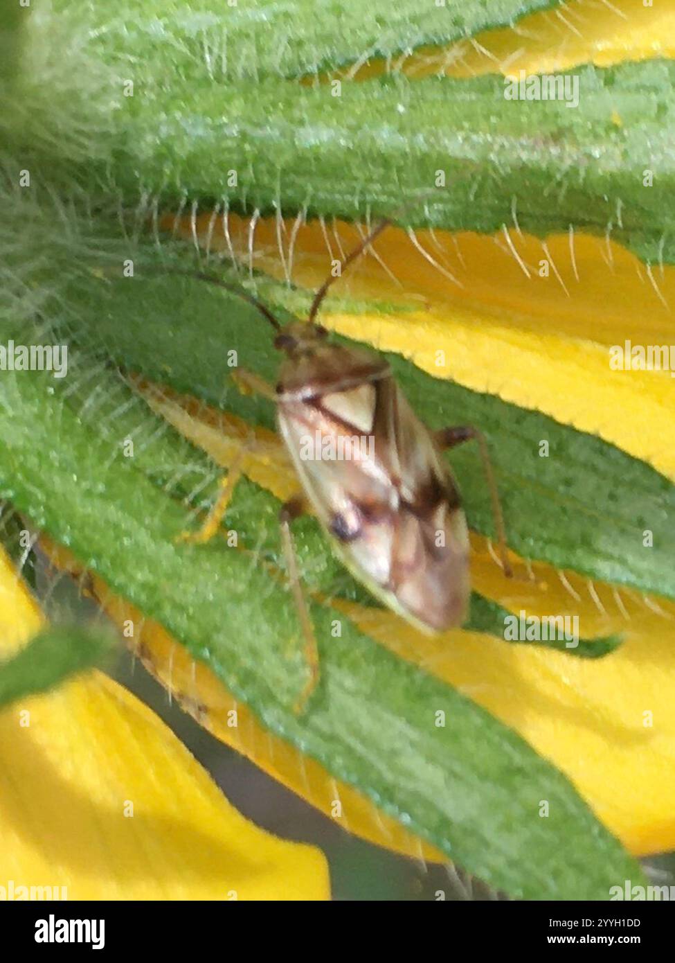 North American Tarnished Plant Bug (Lygus lineolaris Stock Photo - Alamy