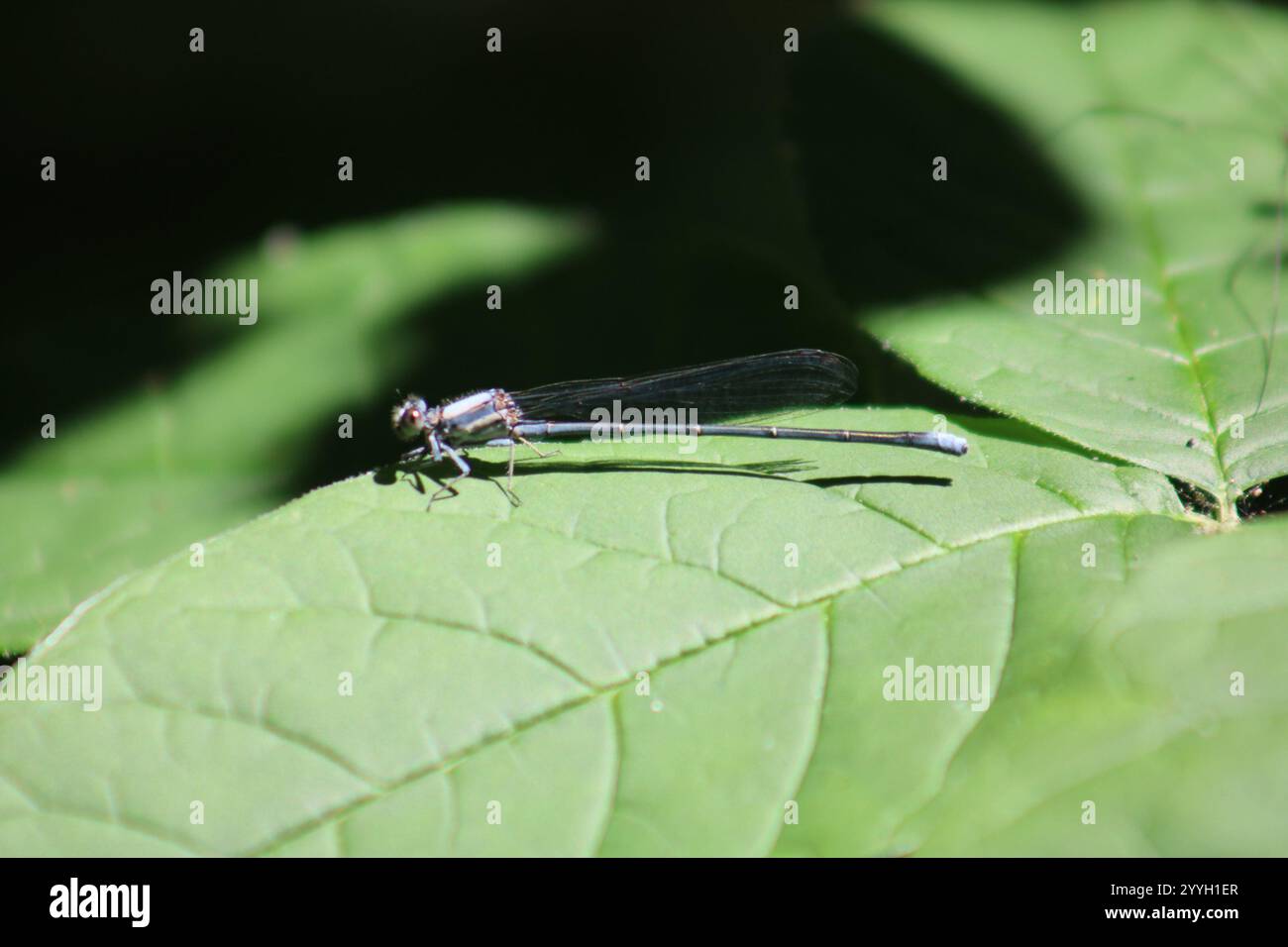 Argia moesta hi-res stock photography and images - Alamy