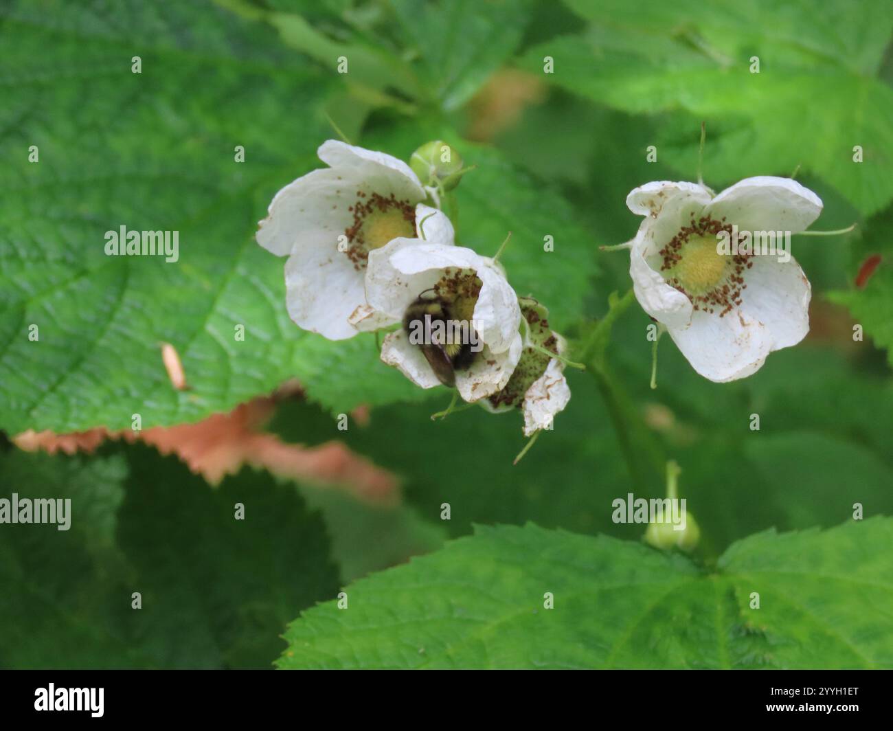 Sitka Bumble Bee (Bombus sitkensis Stock Photo - Alamy
