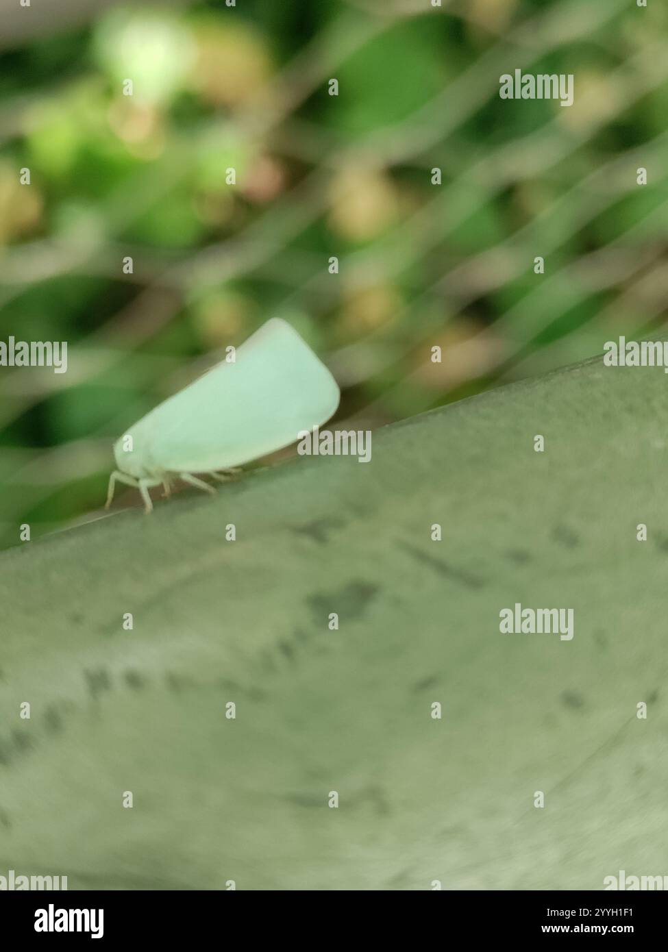 Northern Flatid Planthopper (Flatormenis proxima Stock Photo - Alamy