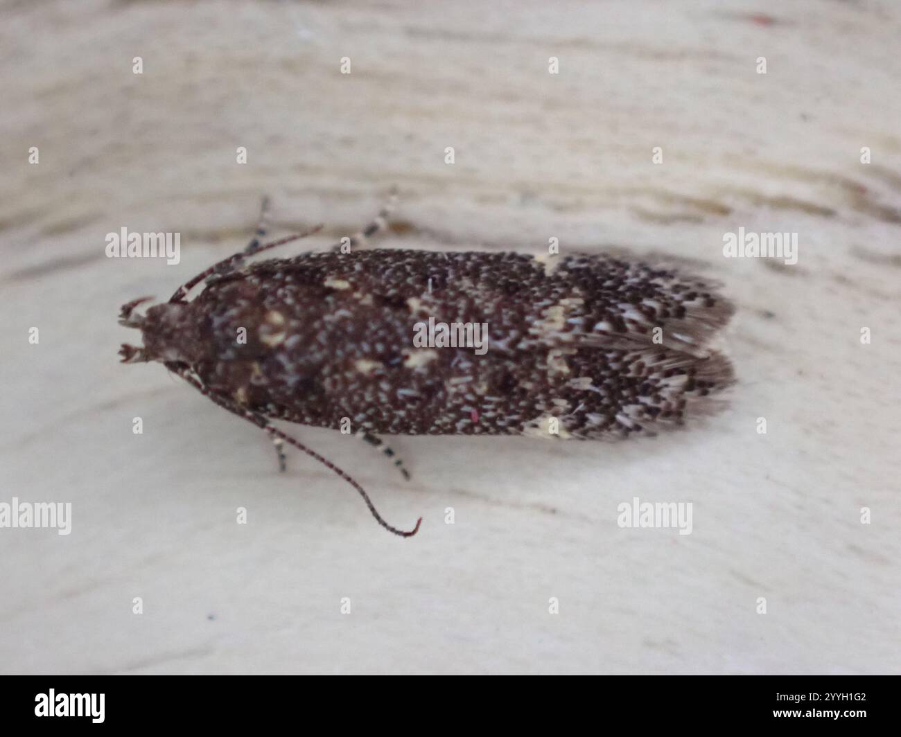 Dark Groundling (Bryotropha affinis Stock Photo - Alamy