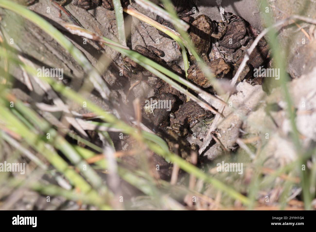 Western Toad (Anaxyrus boreas Stock Photo - Alamy