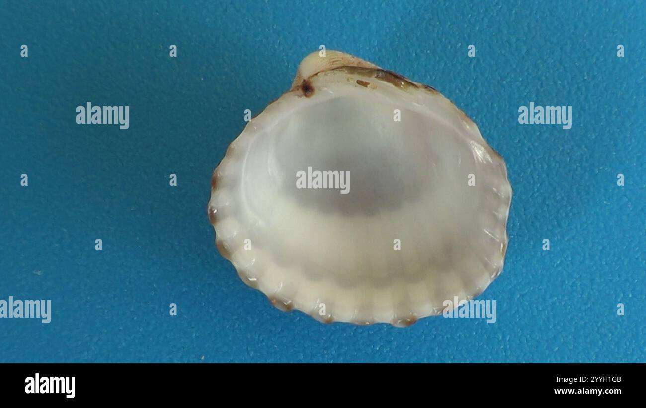 ancient cardita (Cardites antiquatus Stock Photo - Alamy