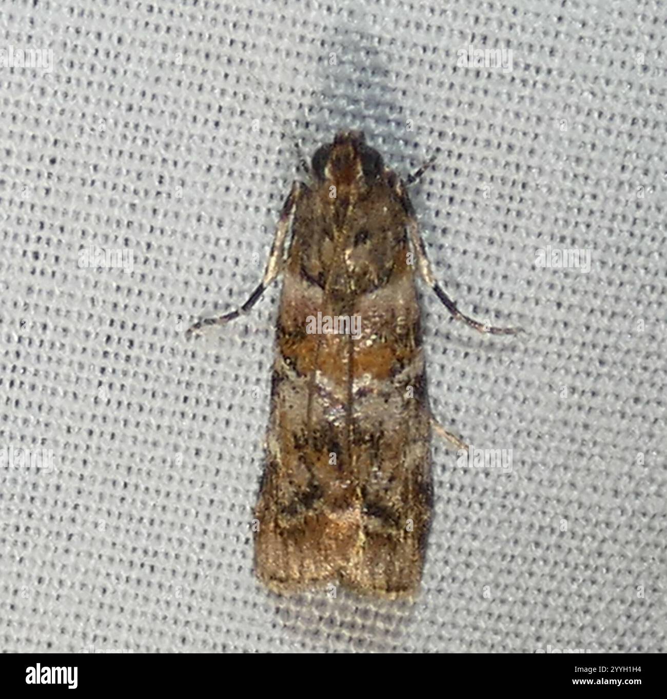 Coneworm hi-res stock photography and images - Alamy