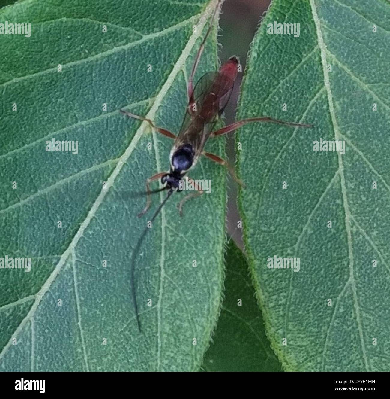 Lissonota hi-res stock photography and images - Alamy