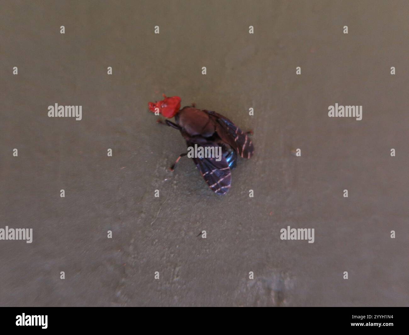 Signal Flies (Platystomatidae Stock Photo - Alamy