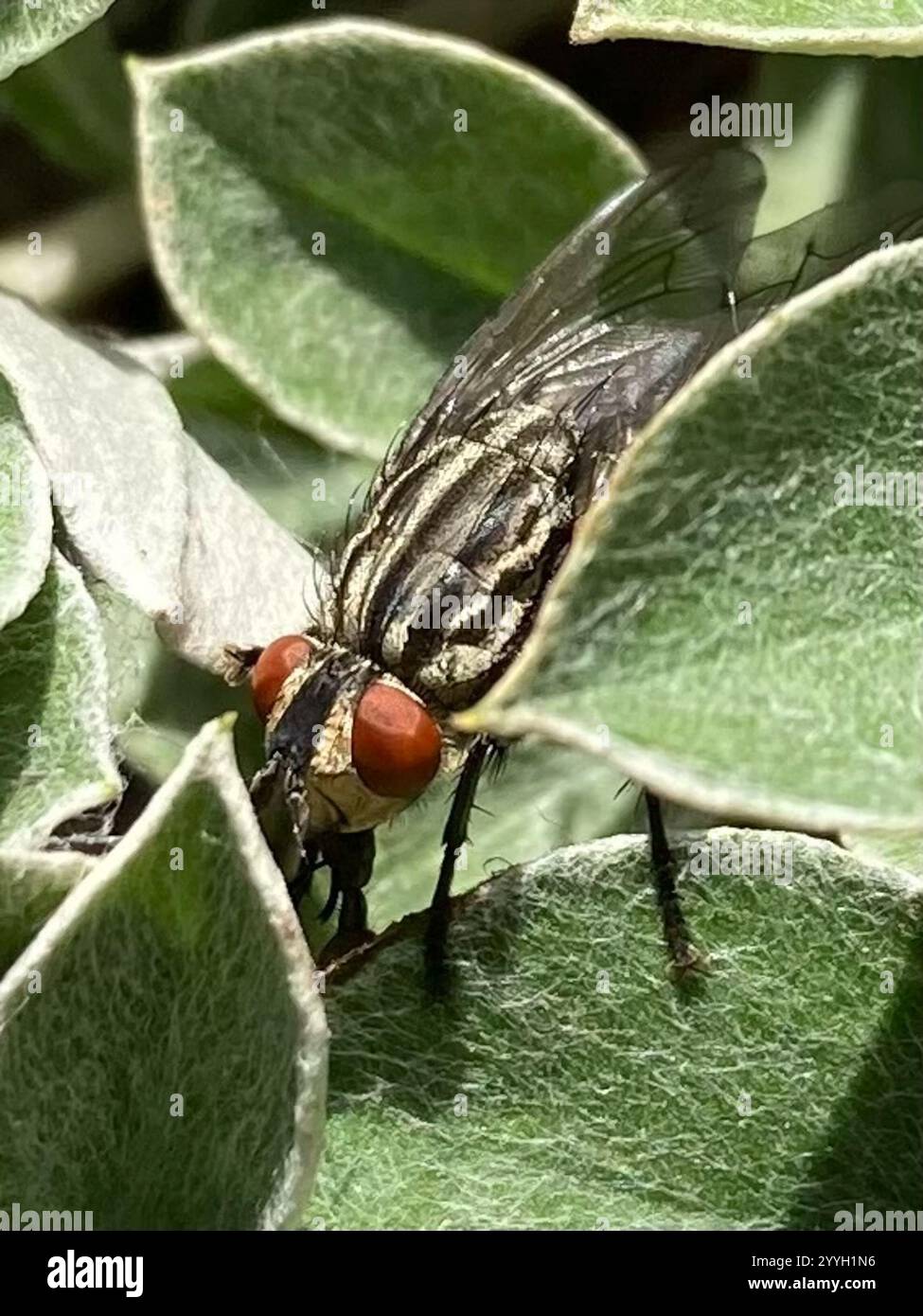 Common Flesh Flies (Sarcophaga Stock Photo - Alamy