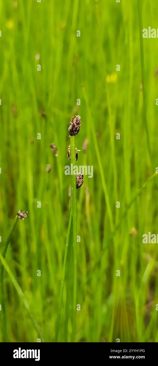 common spikerush (Eleocharis palustris Stock Photo - Alamy