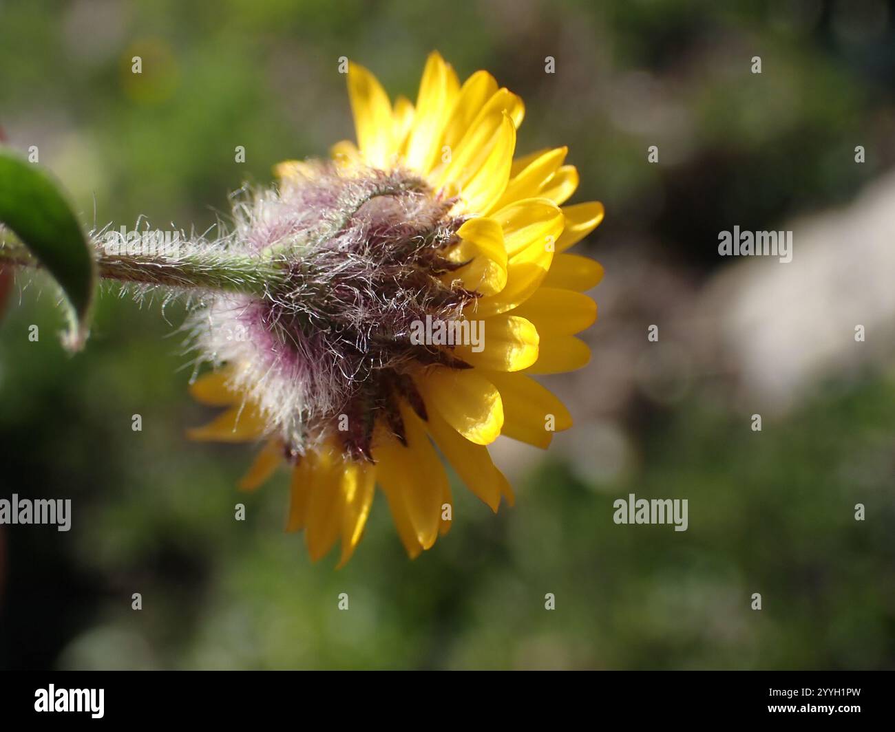 Alpine Yellow Fleabane (Erigeron aureus Stock Photo - Alamy