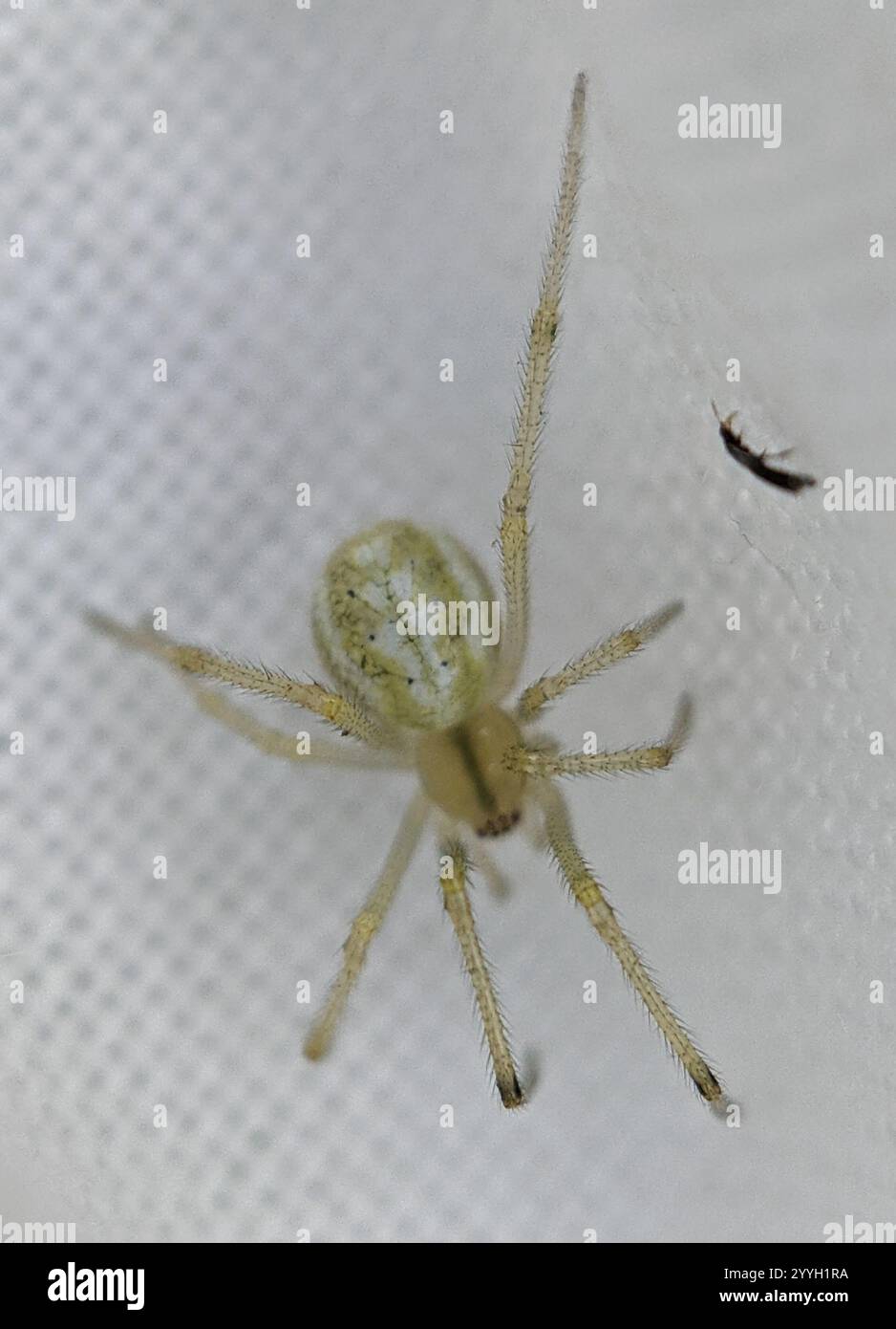 Common candy-striped spider (Enoplognatha ovata Stock Photo - Alamy