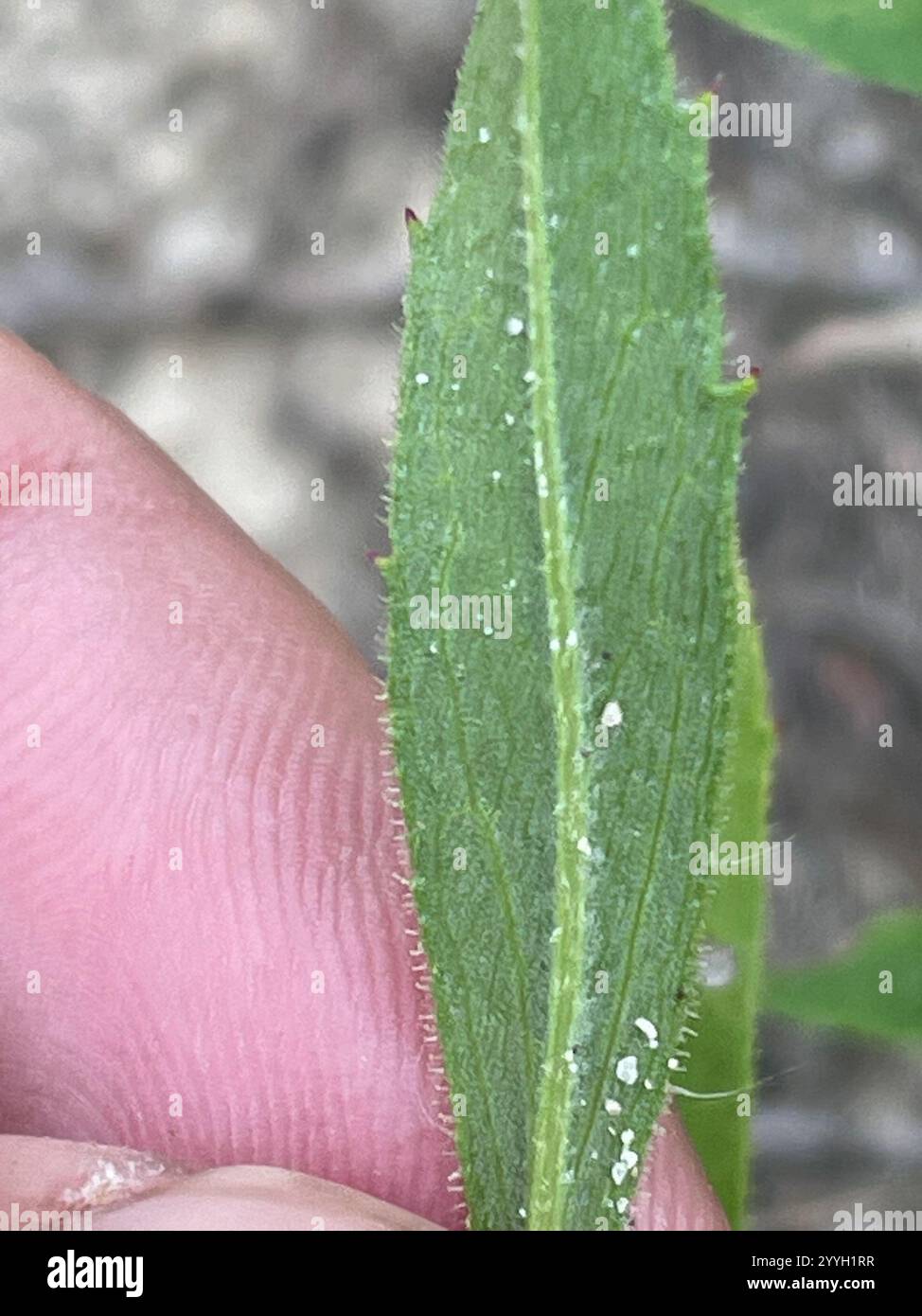 Slender Scratch Daisy (Croptilon divaricatum Stock Photo - Alamy