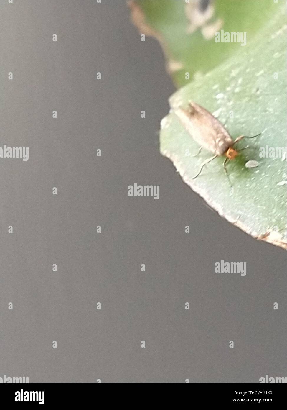 Golden-brown Tubic (Crassa unitella Stock Photo - Alamy