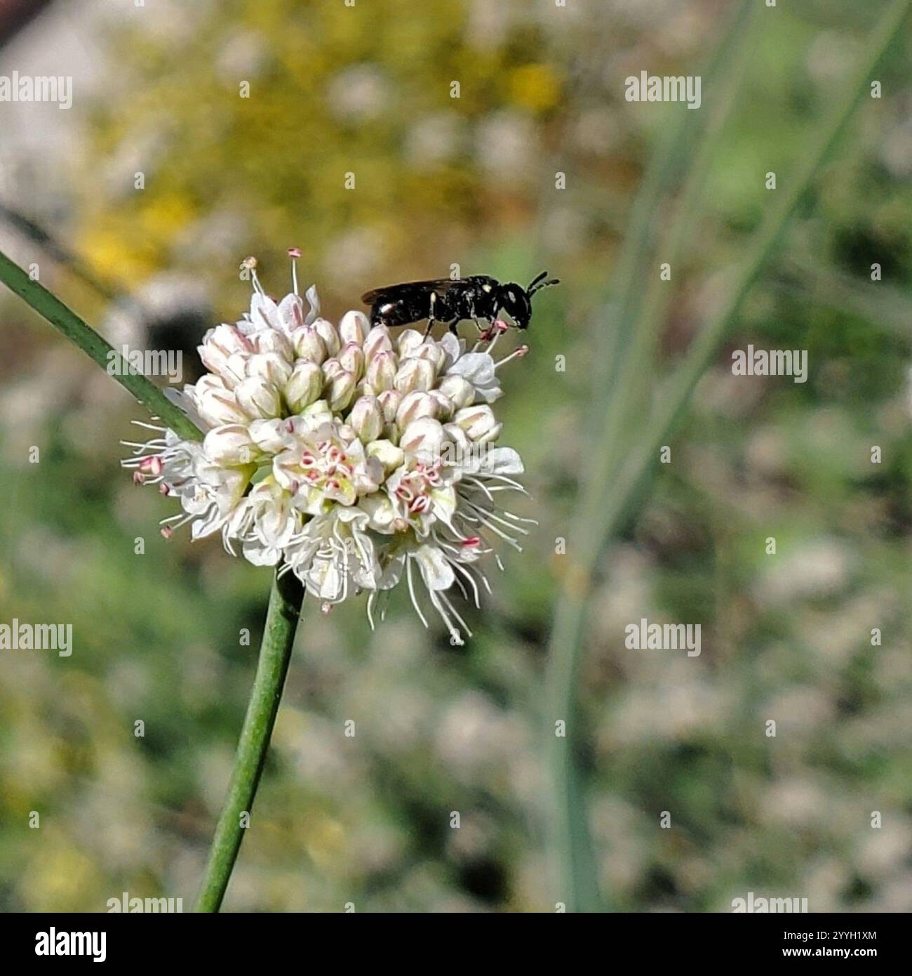Masked Bees (Hylaeus Stock Photo - Alamy