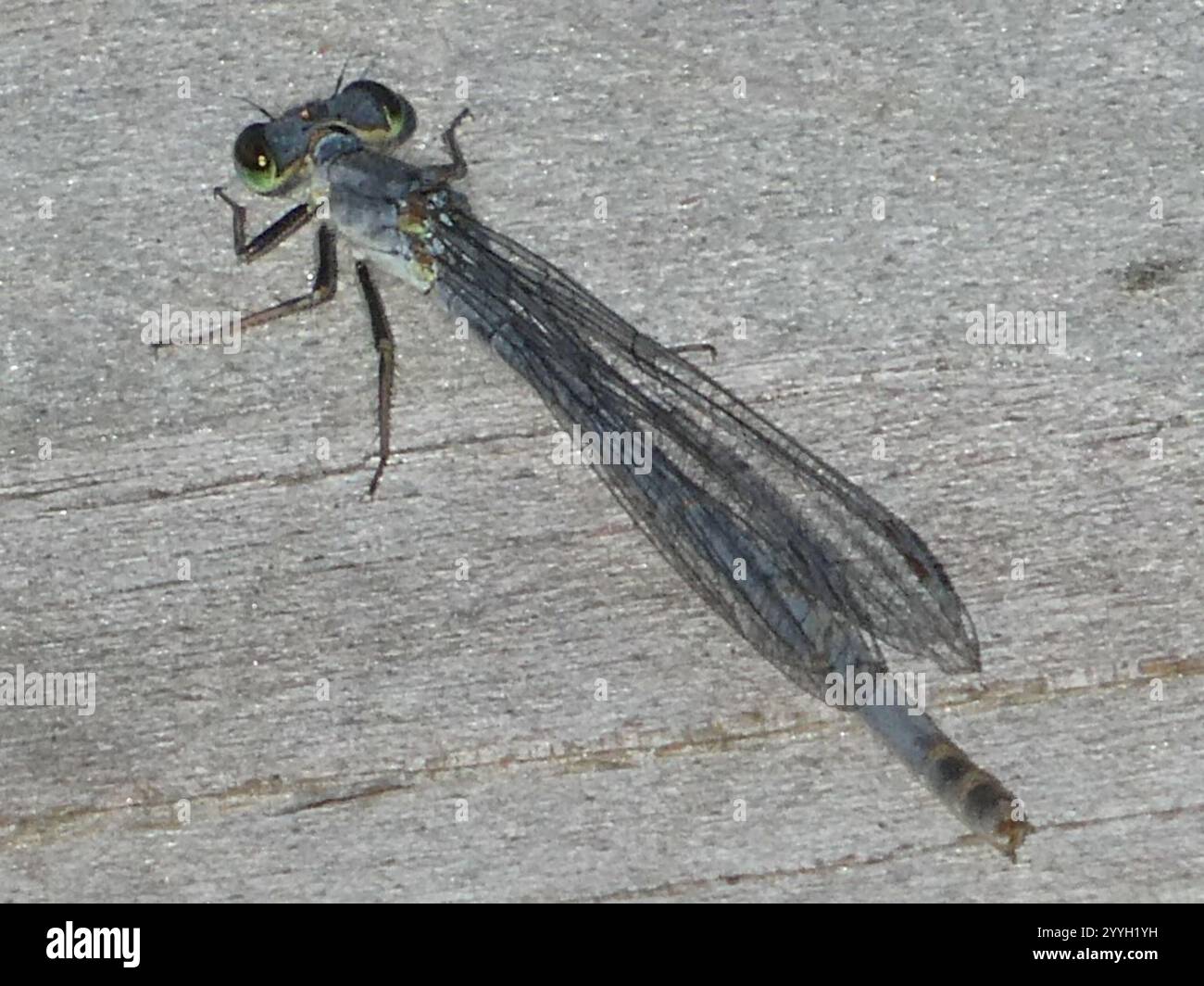 Fragile Forktail (Ischnura posita Stock Photo - Alamy