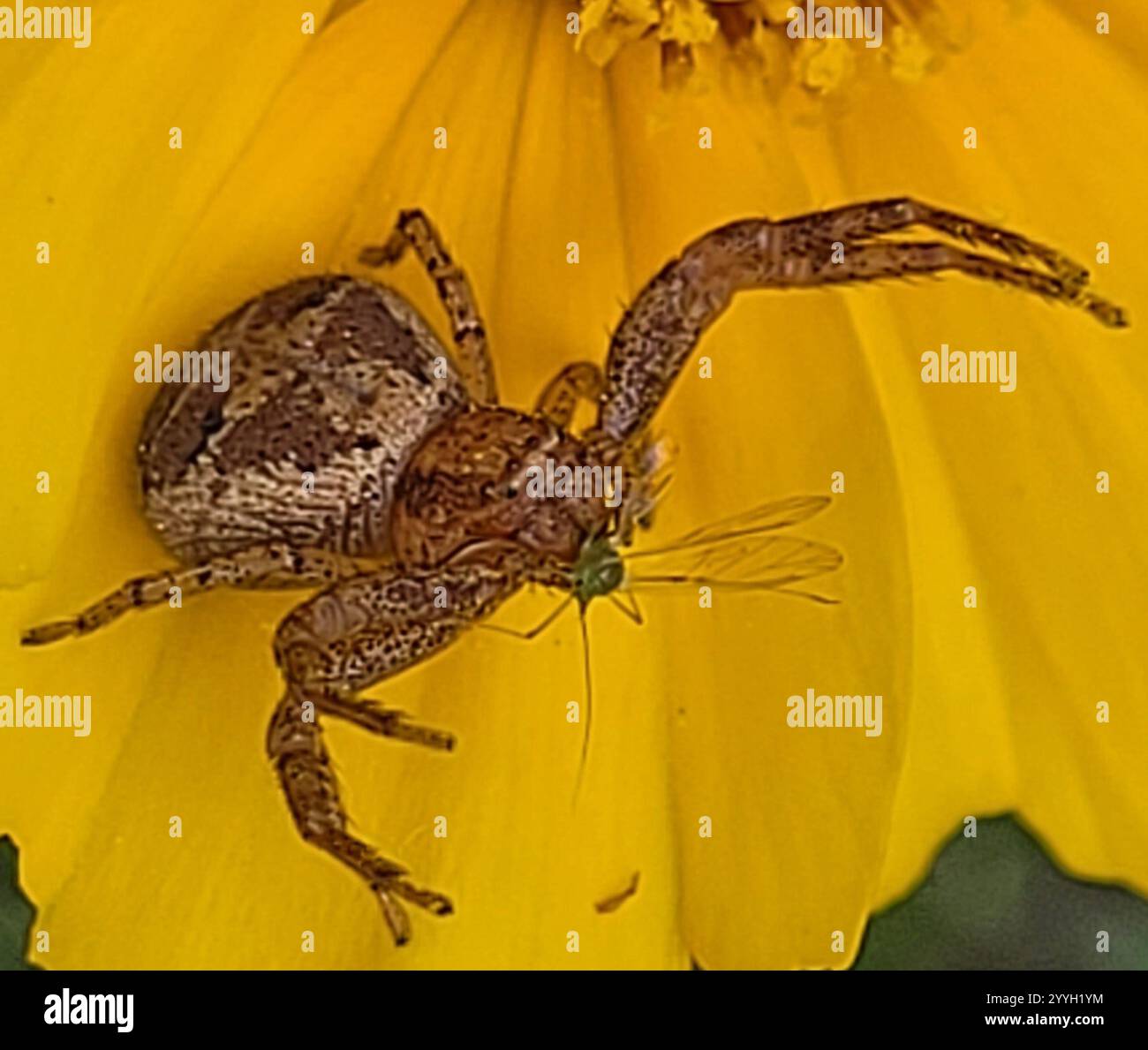 Crab Spiders (Thomisidae Stock Photo - Alamy