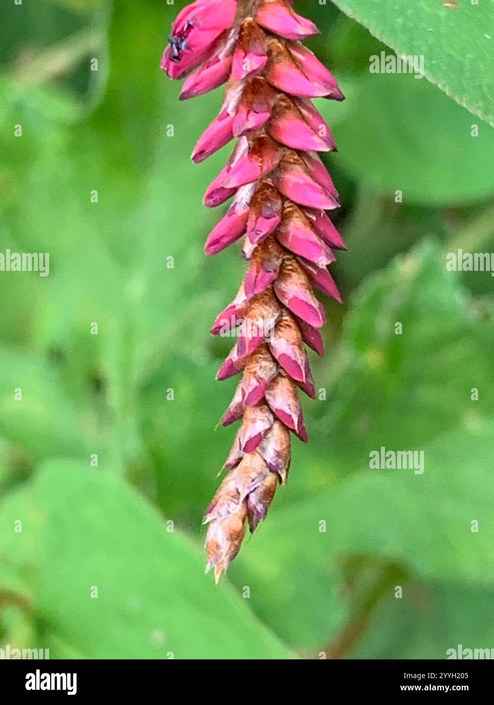 red bistort (Bistorta amplexicaulis Stock Photo - Alamy