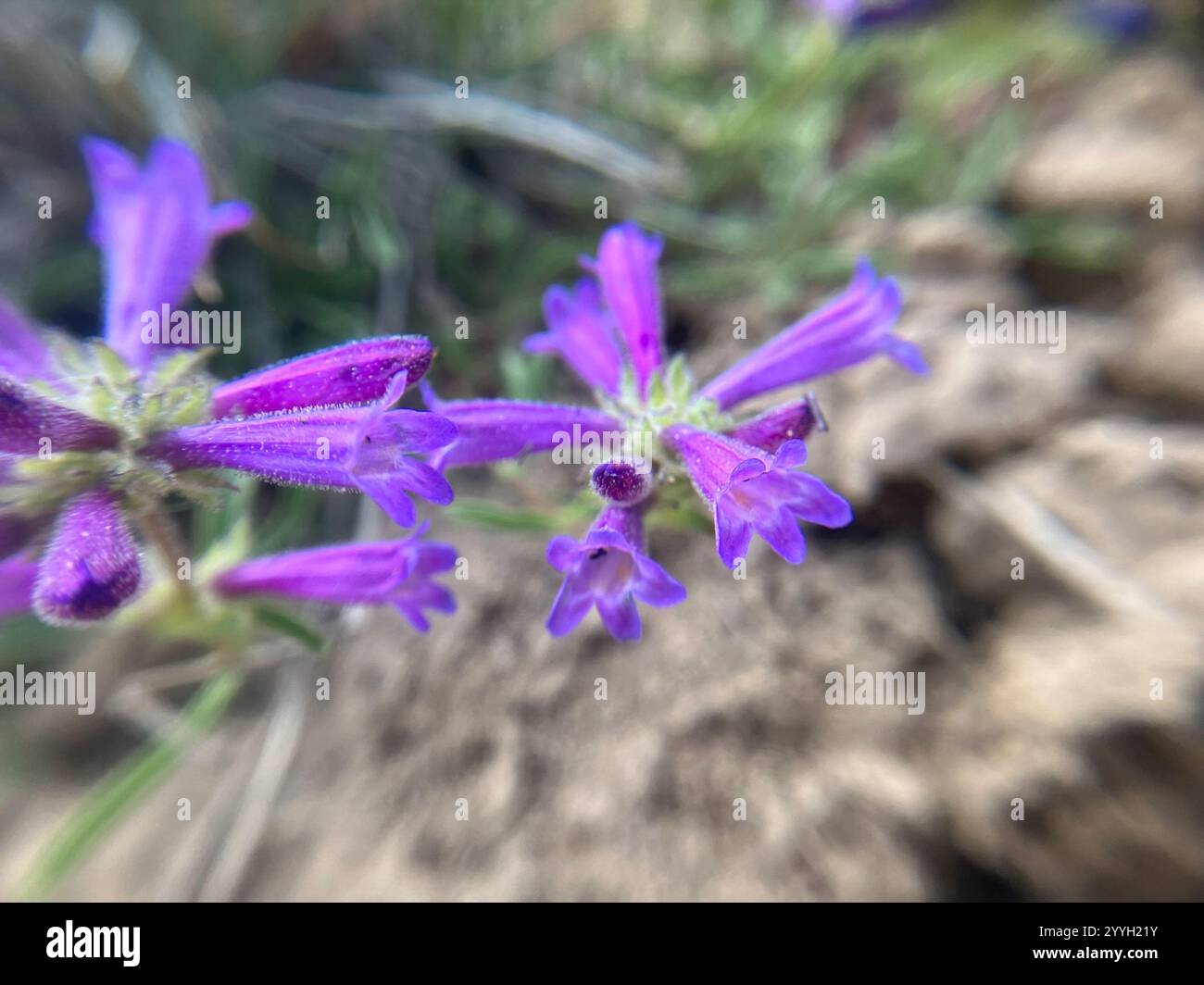 Sierra Beardtongue (Penstemon heterodoxus heterodoxus Stock Photo - Alamy