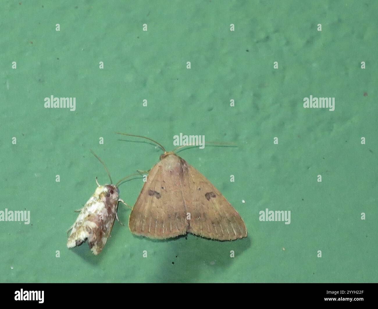 Underwing, Tiger, Tussock, and Allied Moths (Erebidae Stock Photo - Alamy
