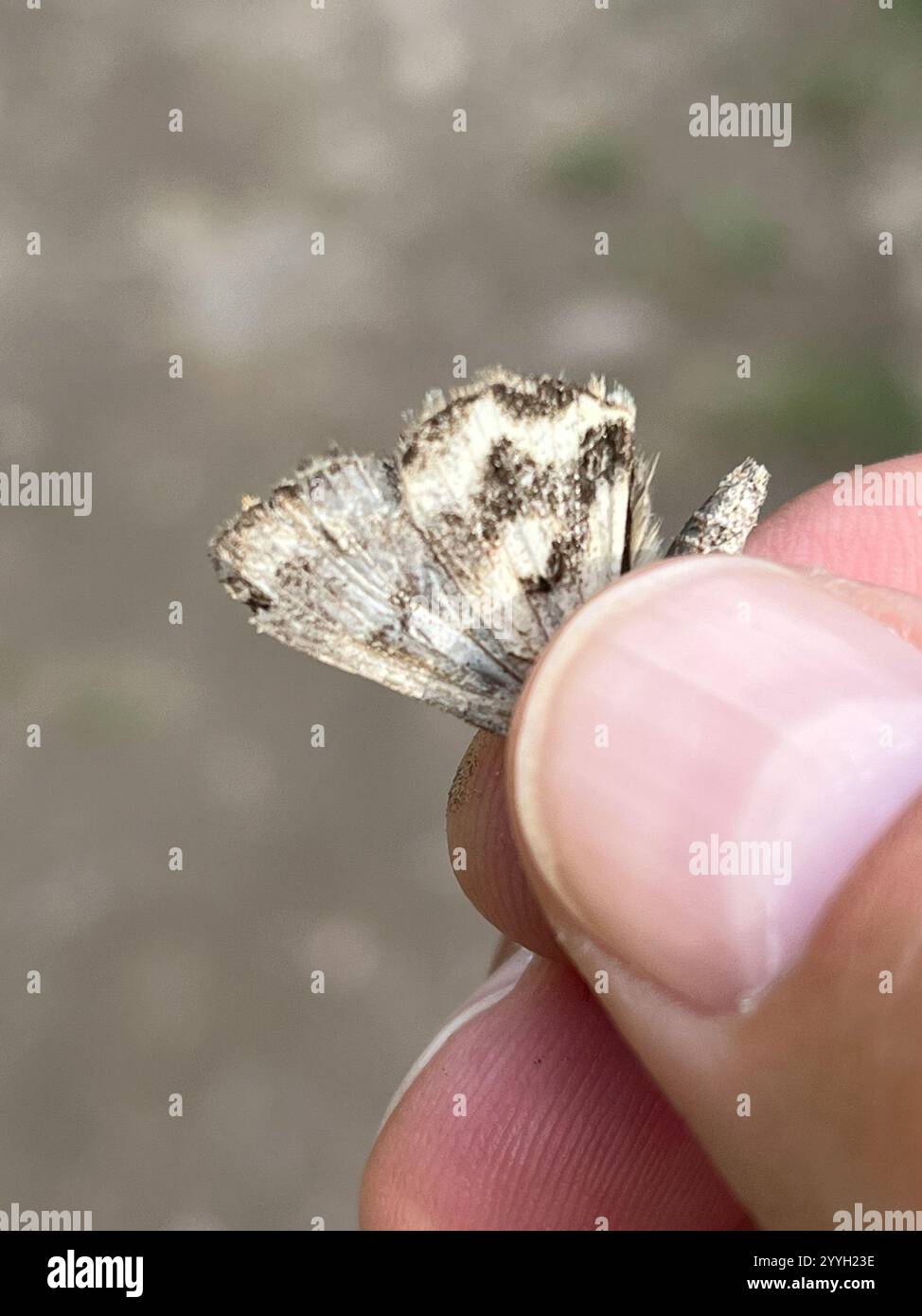 Little Arches (Drasteria petricola Stock Photo - Alamy