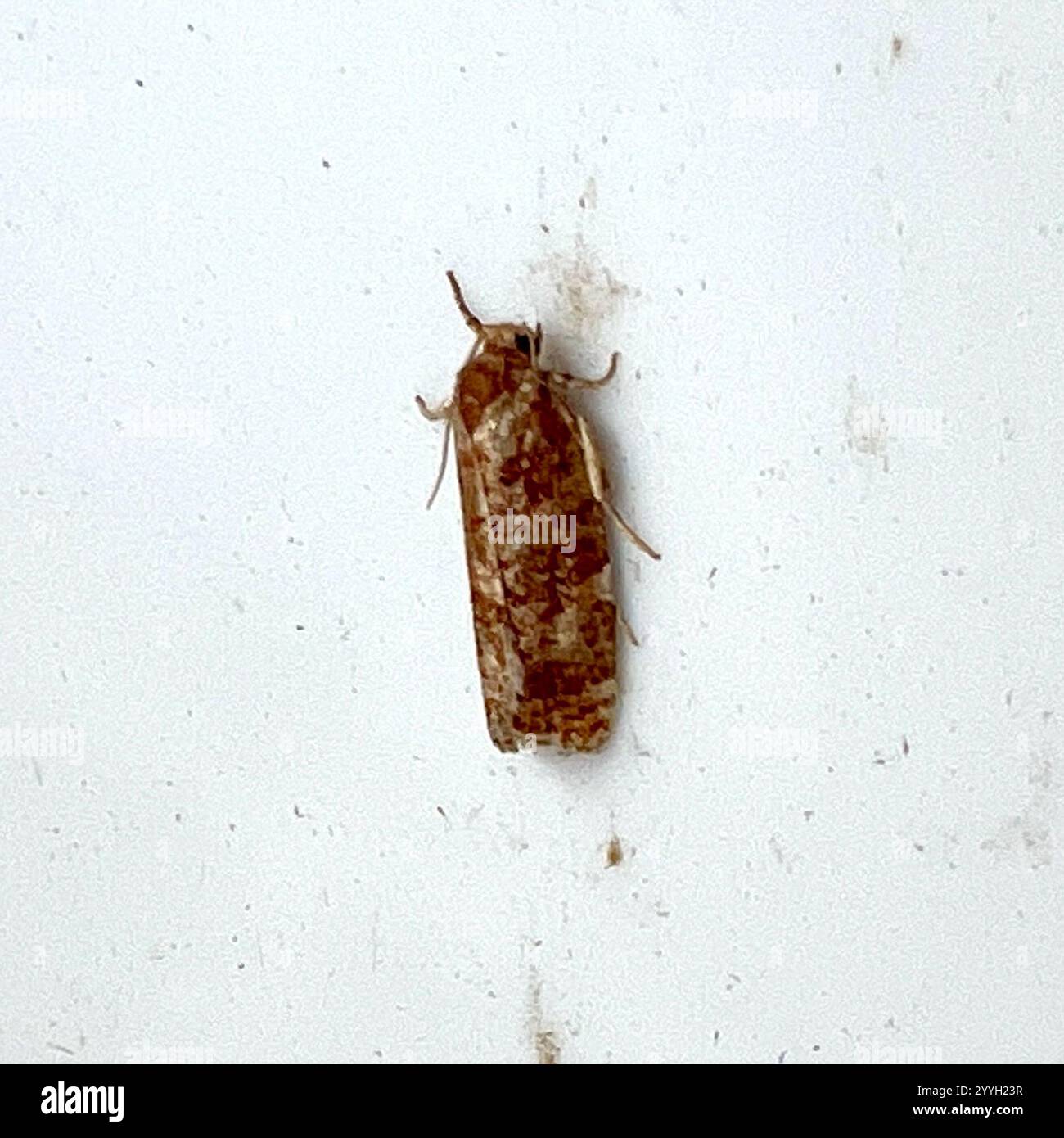 Fruit-tree Leafroller Moth (Archips argyrospila Stock Photo - Alamy