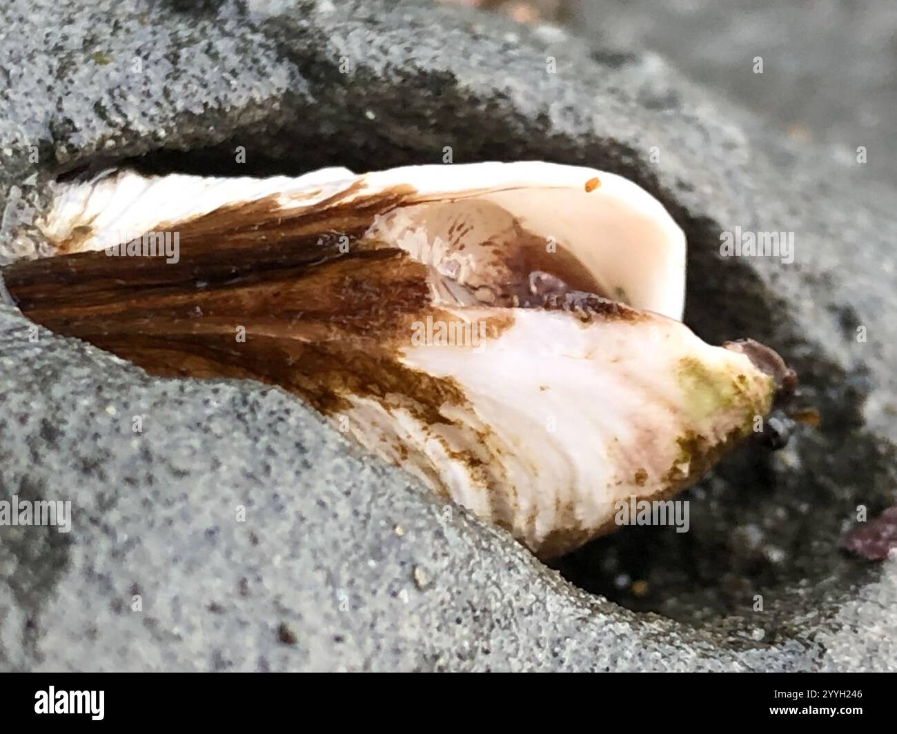 Scale-sided Piddock (Parapholas californica Stock Photo - Alamy