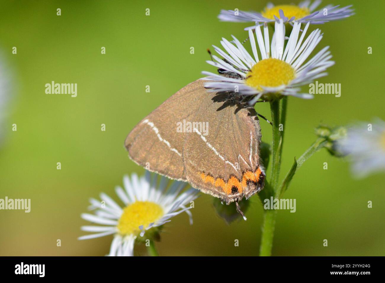 White-letter Hairstreak (Satyrium w-album Stock Photo - Alamy