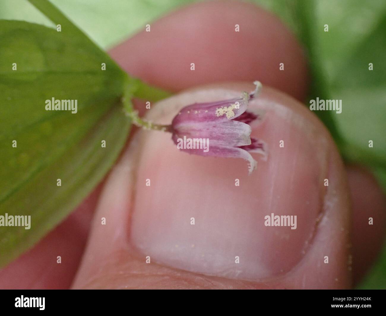rose twisted-stalk (Streptopus lanceolatus Stock Photo - Alamy