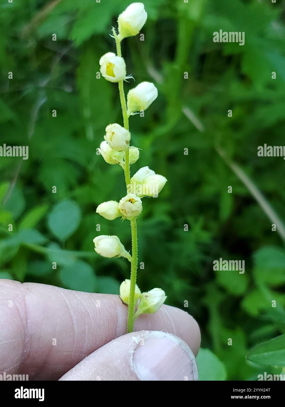 Heuchera cylindrica hi-res stock photography and images - Alamy