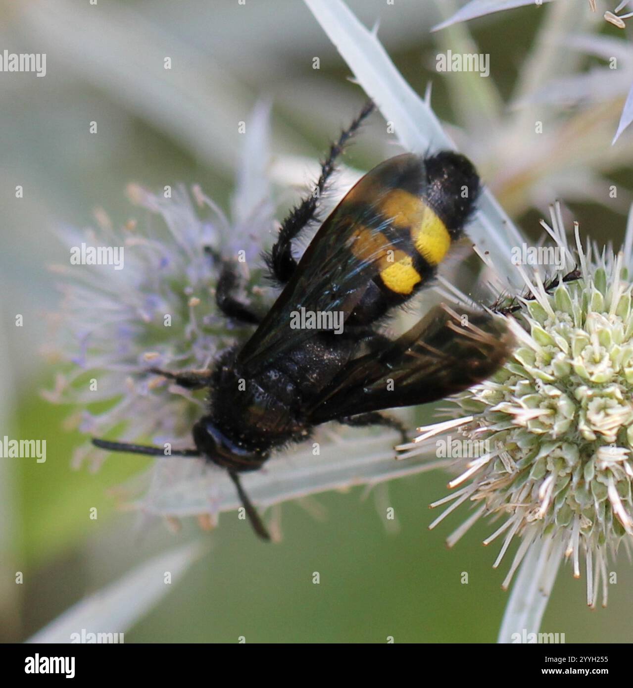 Hairy Scoliid Wasp (Scolia hirta Stock Photo - Alamy