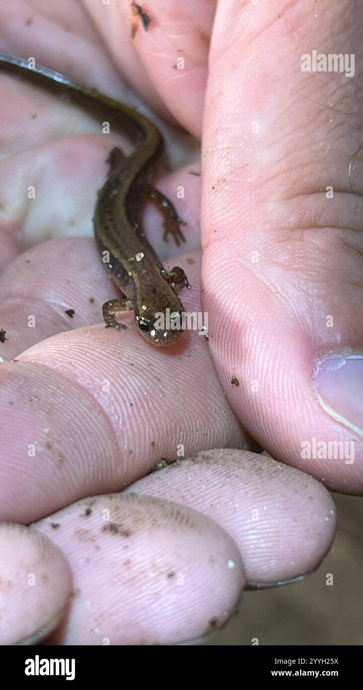 Northern Two-lined Salamander (Eurycea bislineata Stock Photo - Alamy