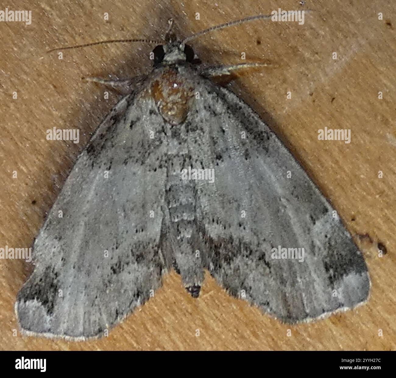 Distinguished Cypress Owlet Moth (Cutina distincta Stock Photo - Alamy