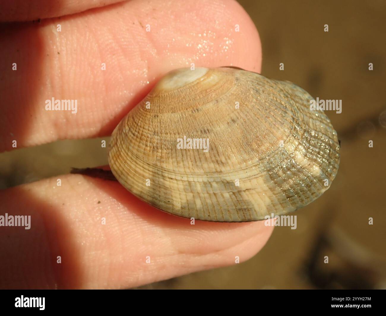 Japanese Littleneck (Ruditapes philippinarum Stock Photo - Alamy