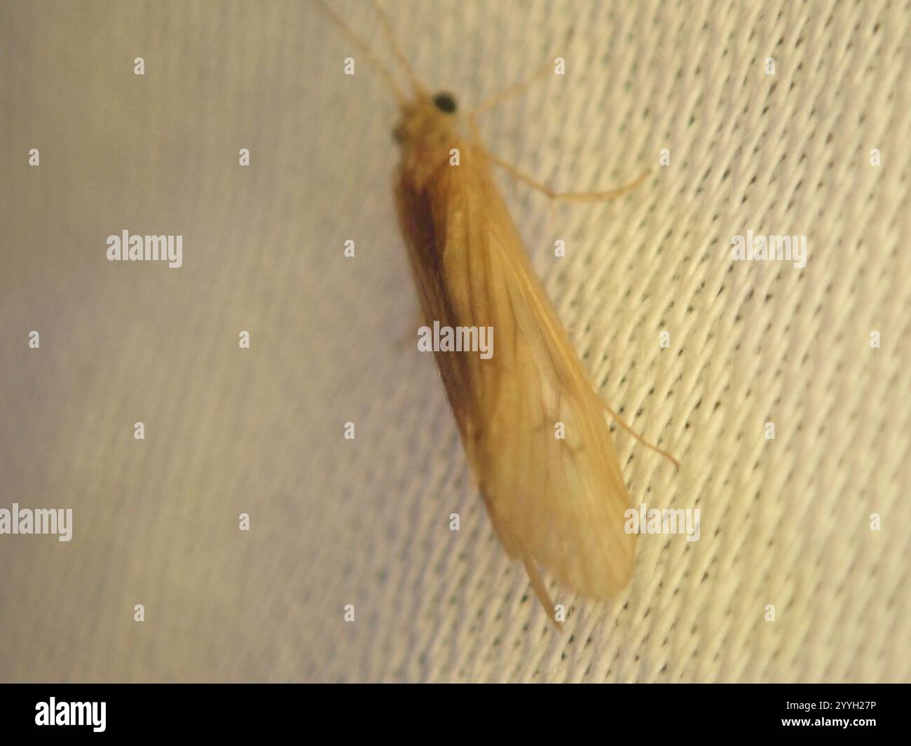 Yellow Net-spinning Caddisfly (Potamyia flava Stock Photo - Alamy
