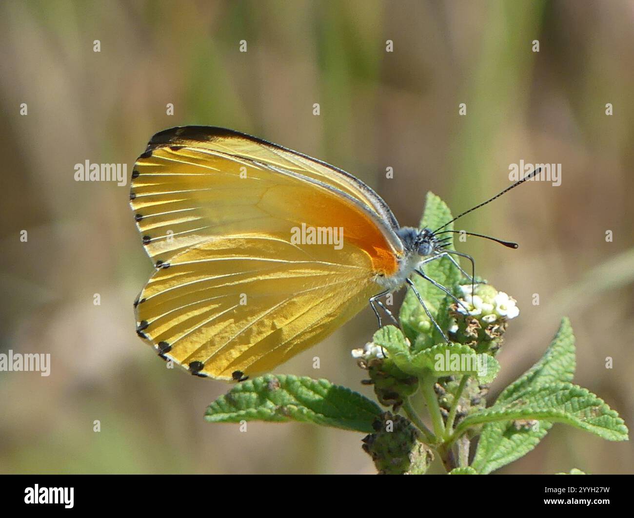 Mylothris agathina agathina hi-res stock photography and images - Alamy