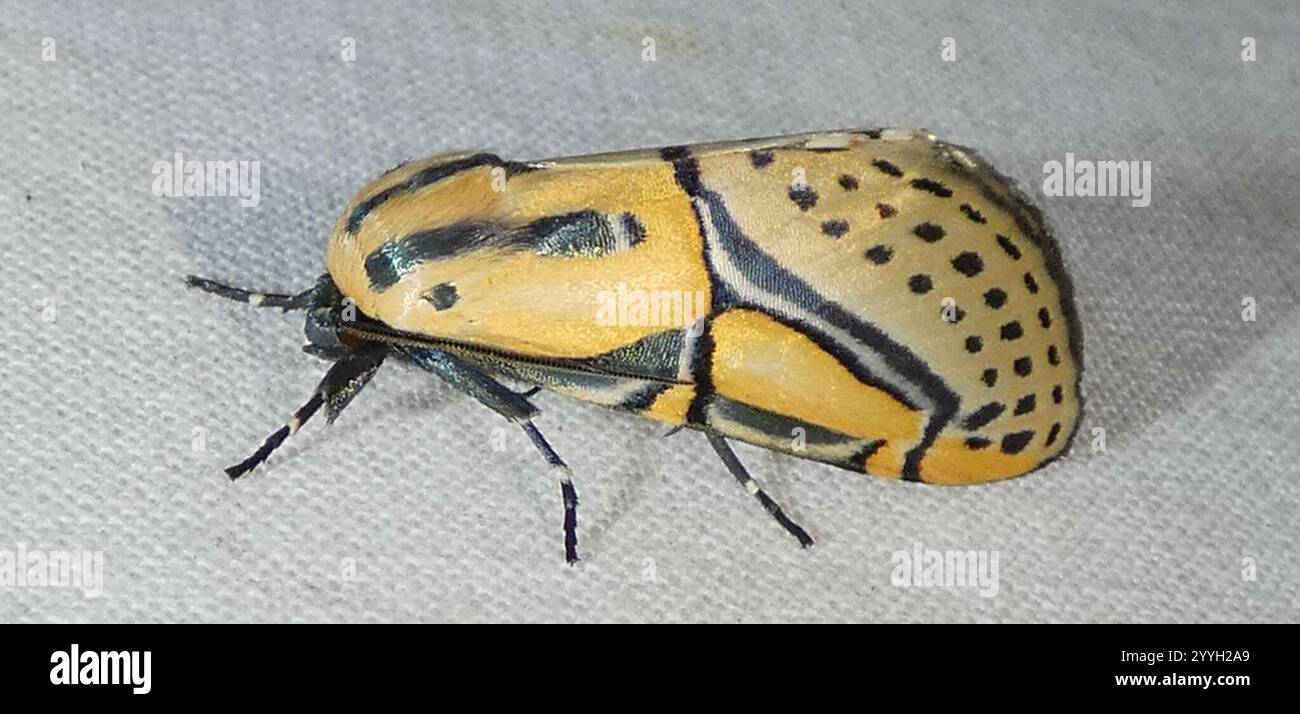 Hieroglyphic Moth (Diphthera festiva Stock Photo - Alamy