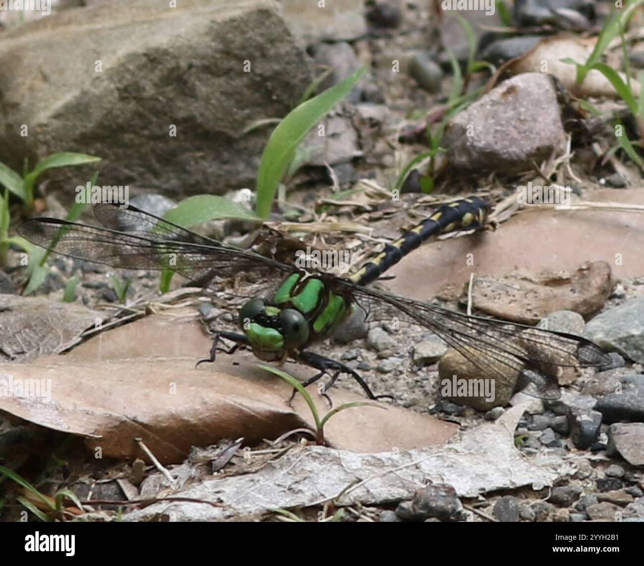 Riffle Snaketail (Ophiogomphus carolus Stock Photo - Alamy