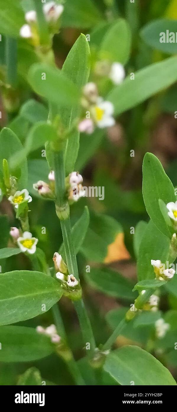 Common Knotgrass Complex (Polygonum aviculare Stock Photo - Alamy