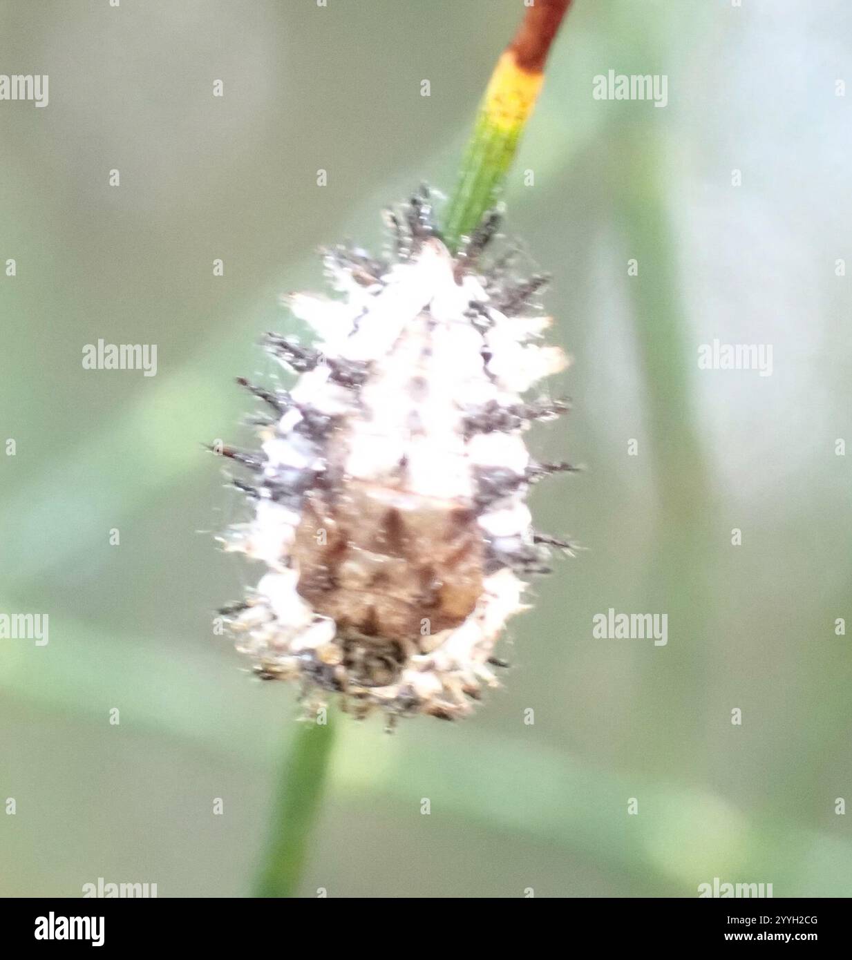 Orcus hi-res stock photography and images - Alamy