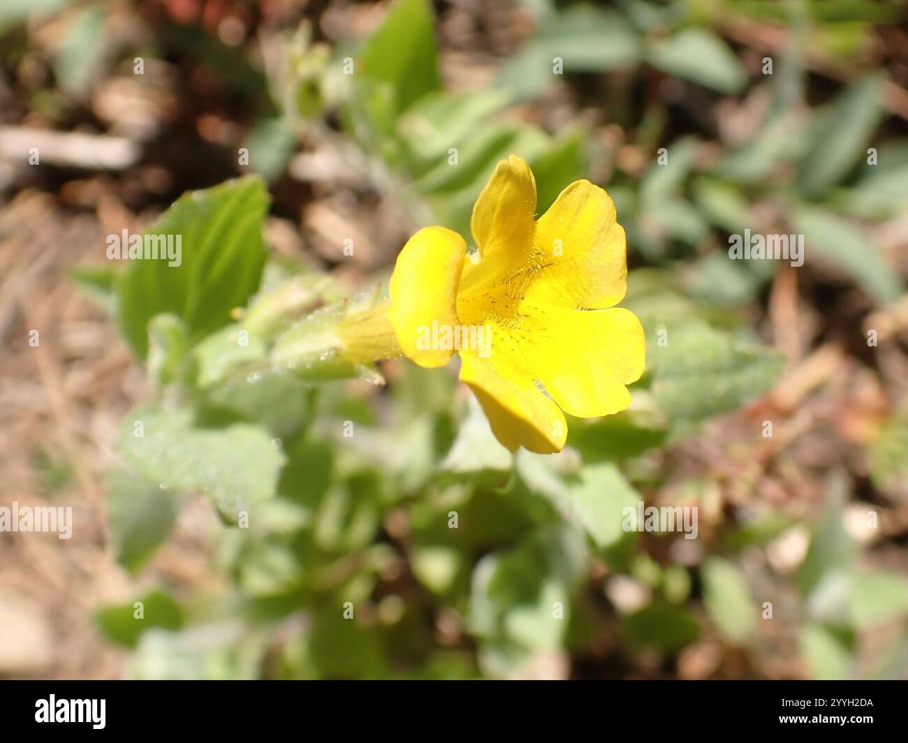 Erythranthe moschata hi-res stock photography and images - Alamy