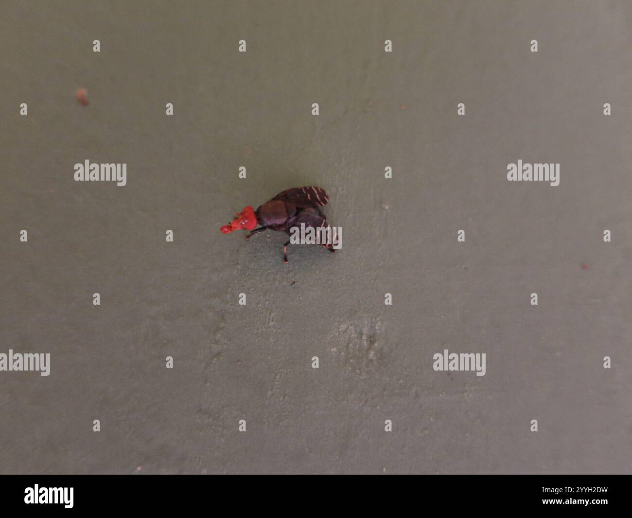 Signal Flies (Platystomatidae Stock Photo - Alamy