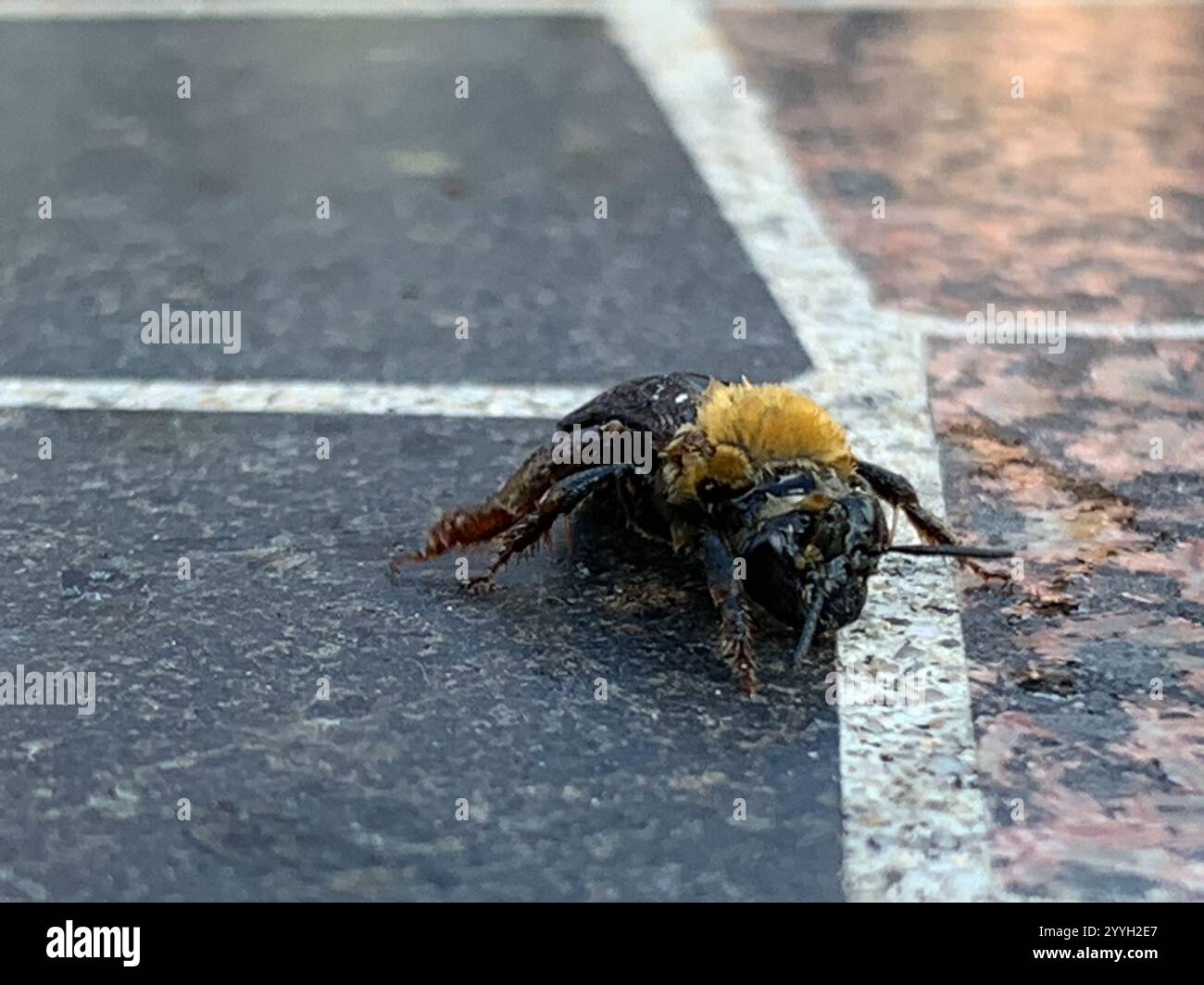 Pruinose Squash Bee (Xenoglossa pruinosa Stock Photo - Alamy