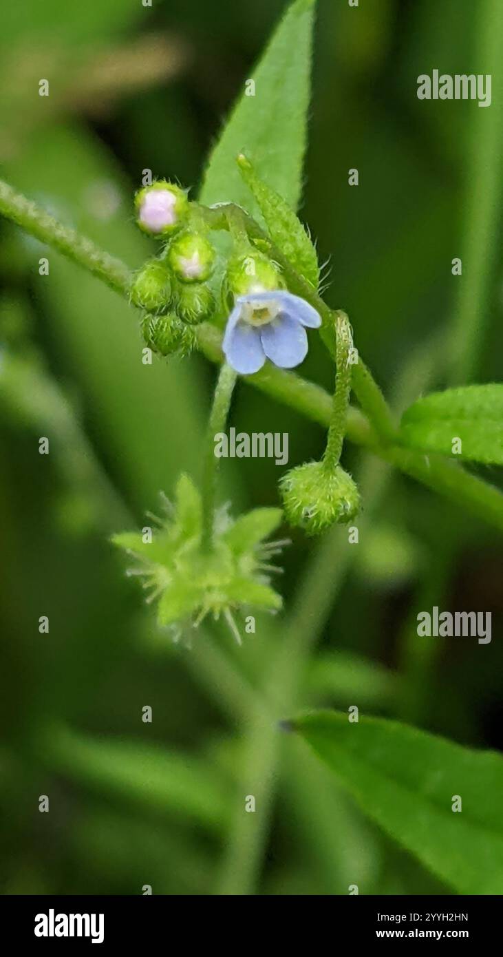 two-rowed stickseed (Lappula squarrosa Stock Photo - Alamy